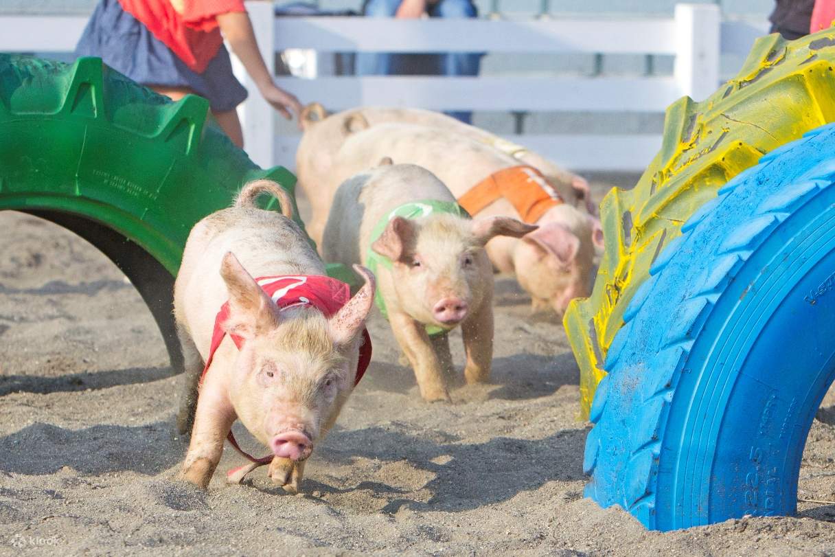 [One-day tour near Tokyo] Chiba Mother Farm, Kamogawa Sea World Family ...